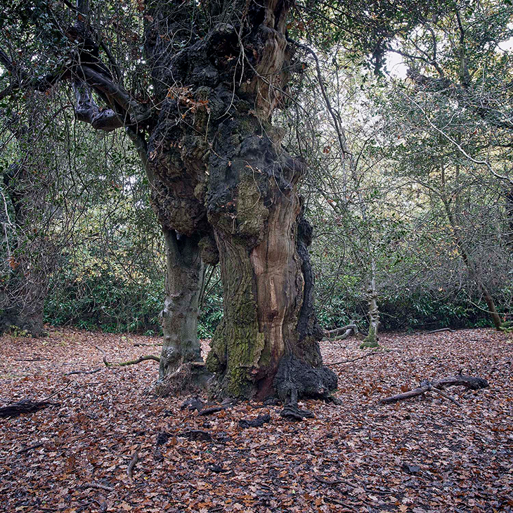 The art galleries branching out – with shows about trees - Apollo Magazine