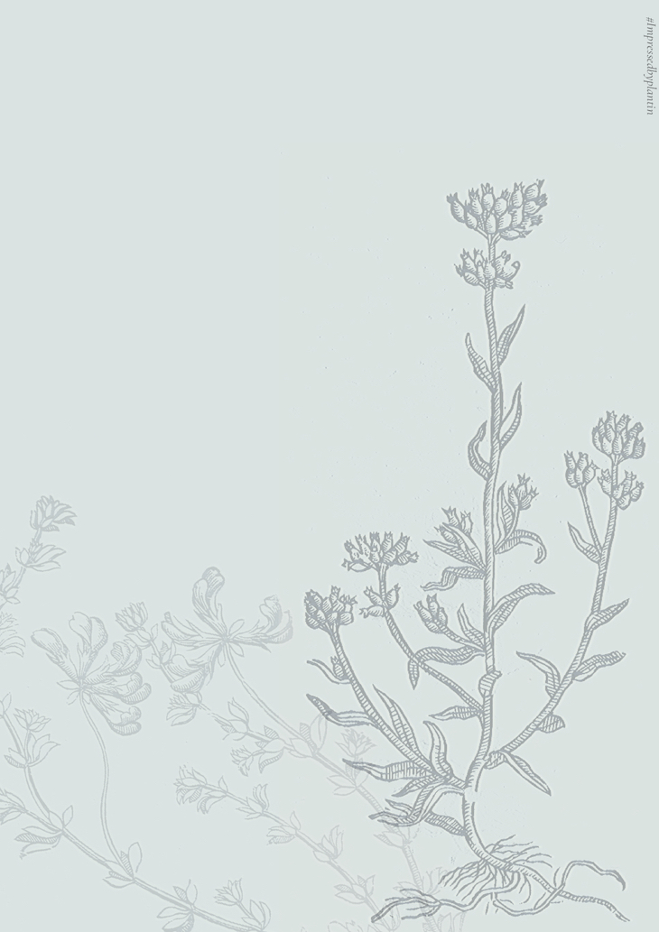 Impressed by Plantin - Apollo Magazine