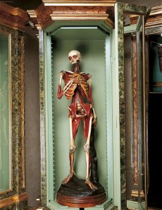 How Bologna pioneered the art of anatomical wax modelling - Apollo Magazine