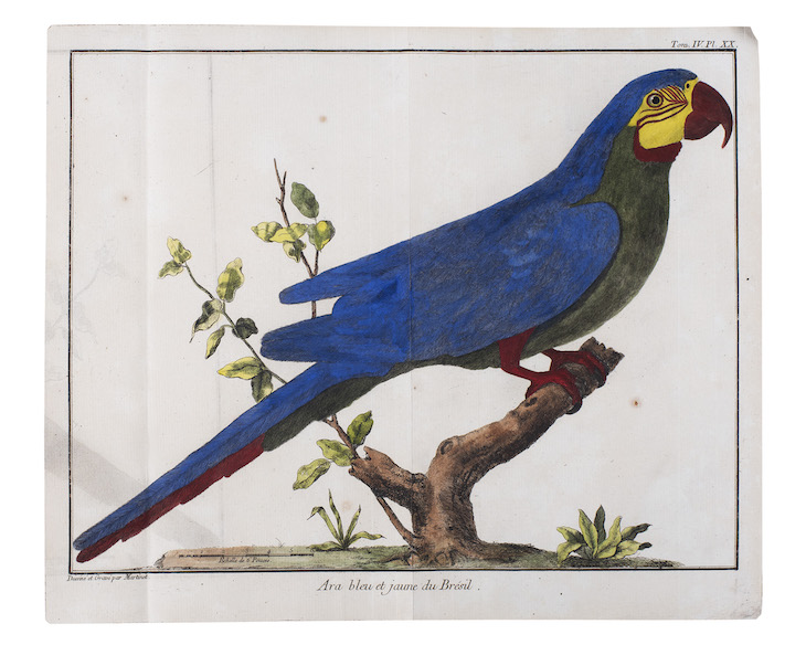 Rare and Wondrous: Birds in Art and Culture 1620–1820 - Apollo Magazine
