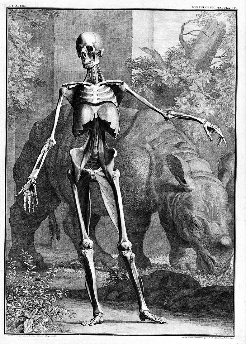 Anatomy: A Matter of Death and Life - Apollo Magazine