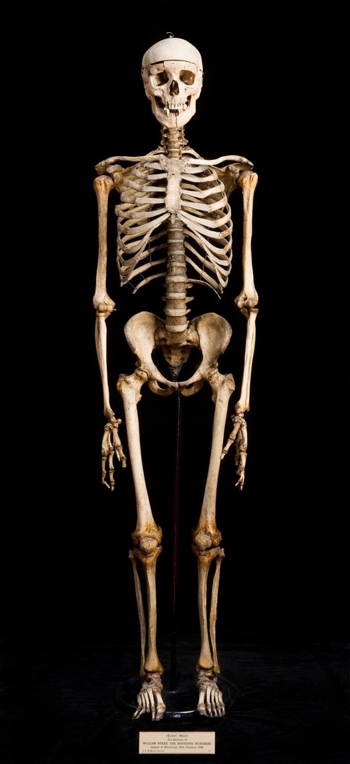Anatomy: A Matter of Death and Life - Apollo Magazine