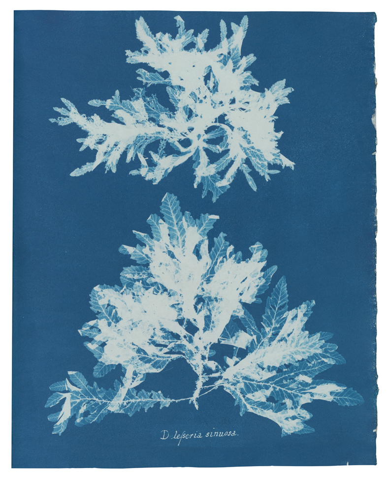 Anna Atkins, queen of cyan - Apollo Magazine