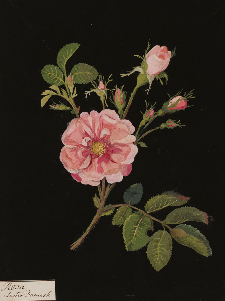 The budding stars of Irish botanical art - Apollo Magazine
